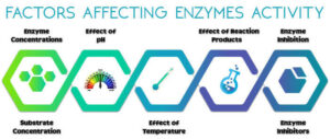 What Are Some Factors That Affect Enzyme Activity? (2025)