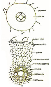 Horsetail Plant | Equisetum Arvense (Guide 2024)